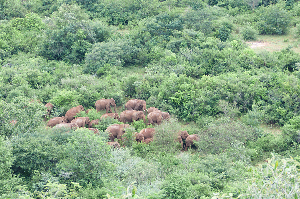 Thadam | Tamil Nadu Forest Department Yaanai